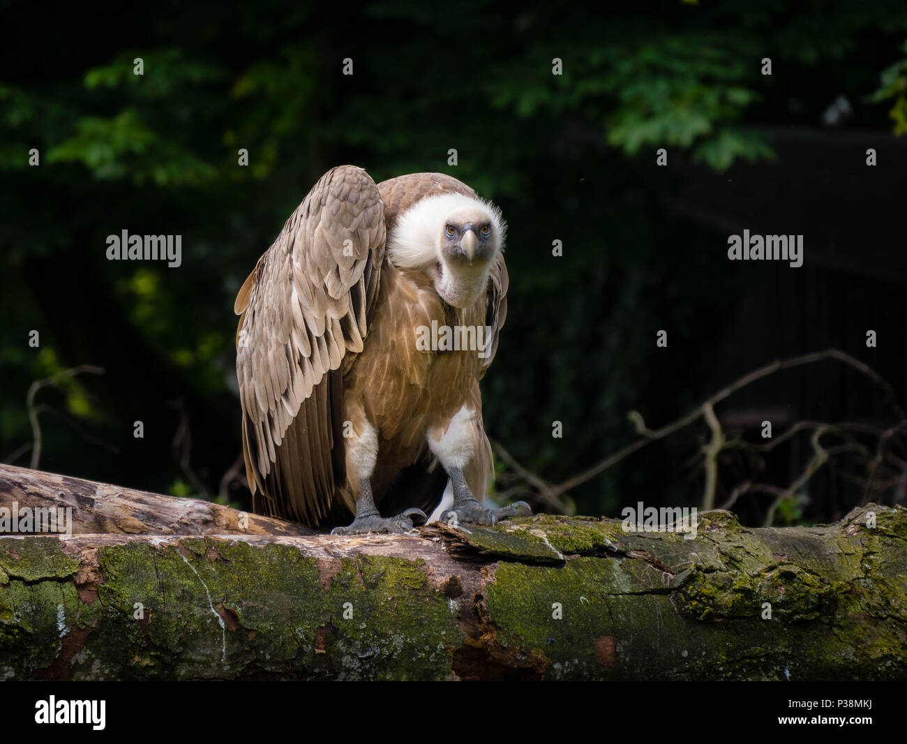 Vulture Front View High Resolution Stock Photography and Images - Alamy