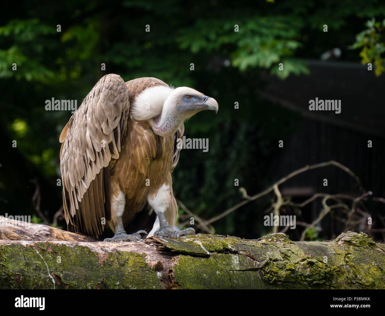 Side view of a vulture hi-res stock photography and images - Alamy