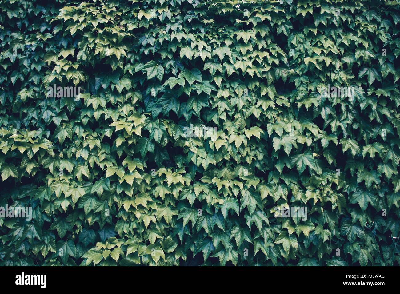Green wall shape scalloped leafs texture for backgrounds Stock Photo ...
