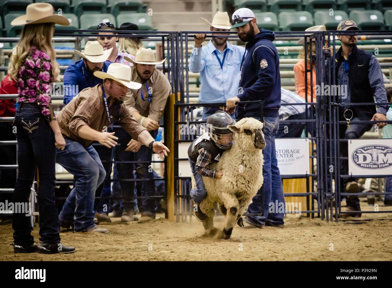 Tracy The Sheep High Resolution Stock Photography and Images - Alamy