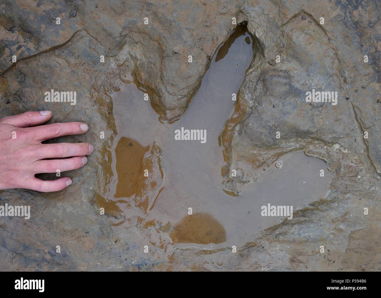 Three Toed Animal Prints