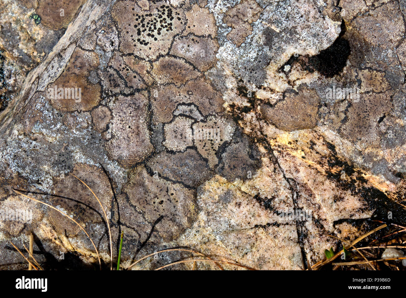 Crustaceous hi-res stock photography and images - Alamy