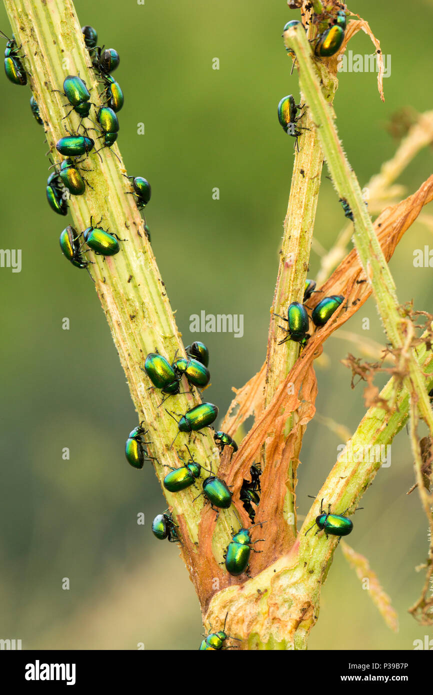 Green dock beetles, Gastrophysa viridula, feeding on the remains of ...