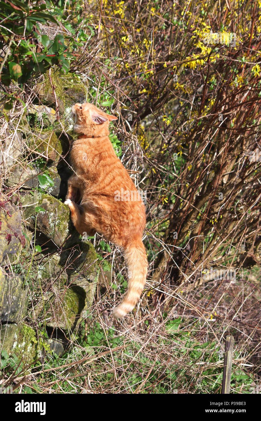 Ginger cat running up stone wall Stock Photo - Alamy