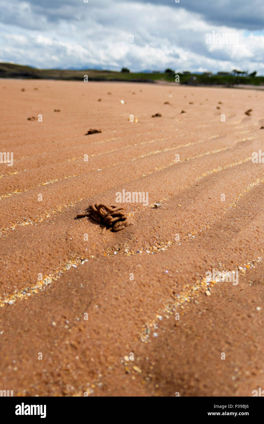 Lugworm sandworm arenicola marina burrow hi-res stock photography and ...