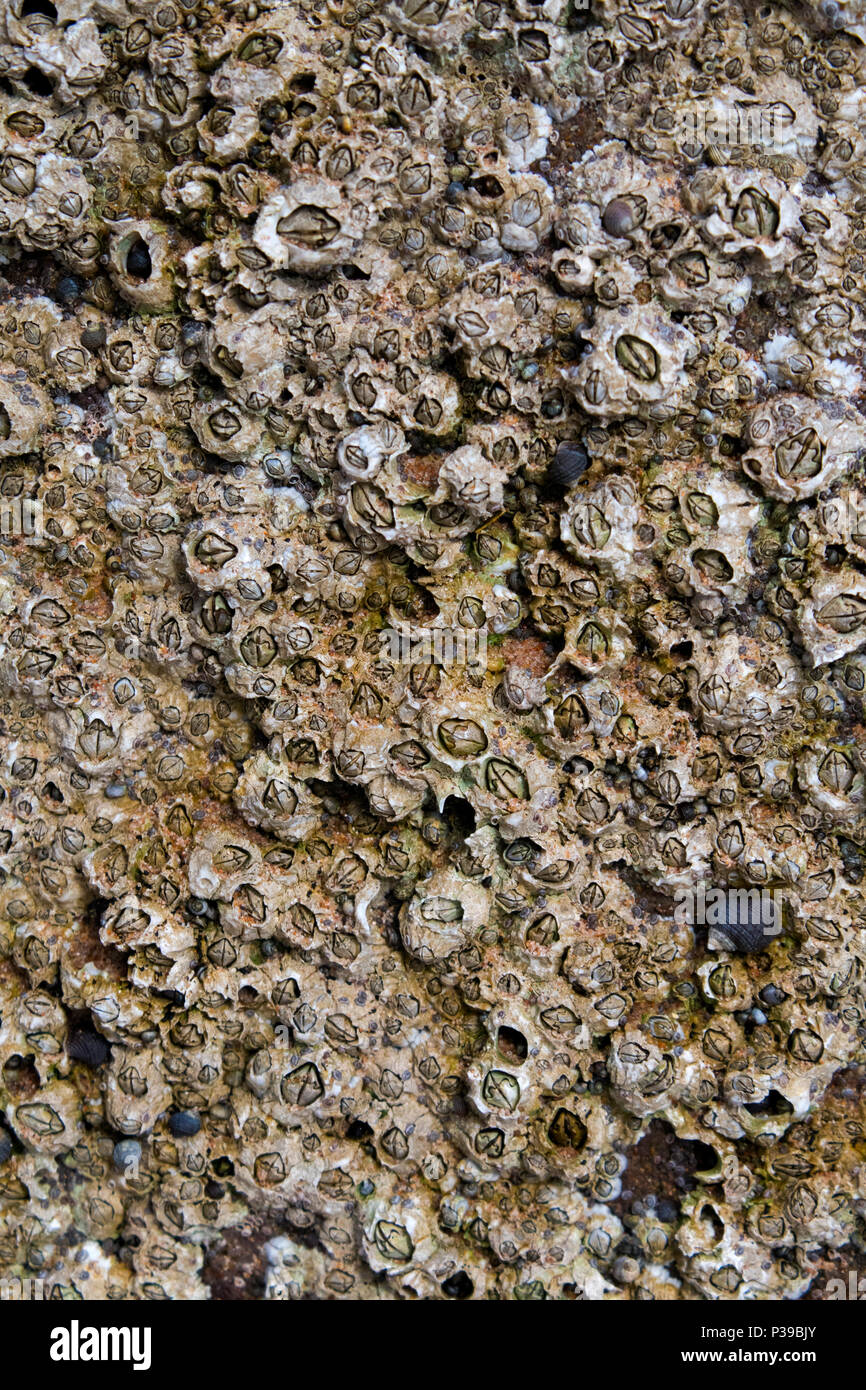 Barnacles at the seashore hi-res stock photography and images - Alamy