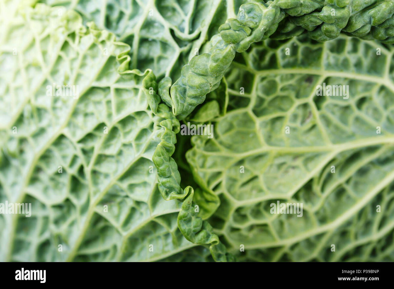 Leaf of Savoy cabbage close-up Stock Photo - Alamy