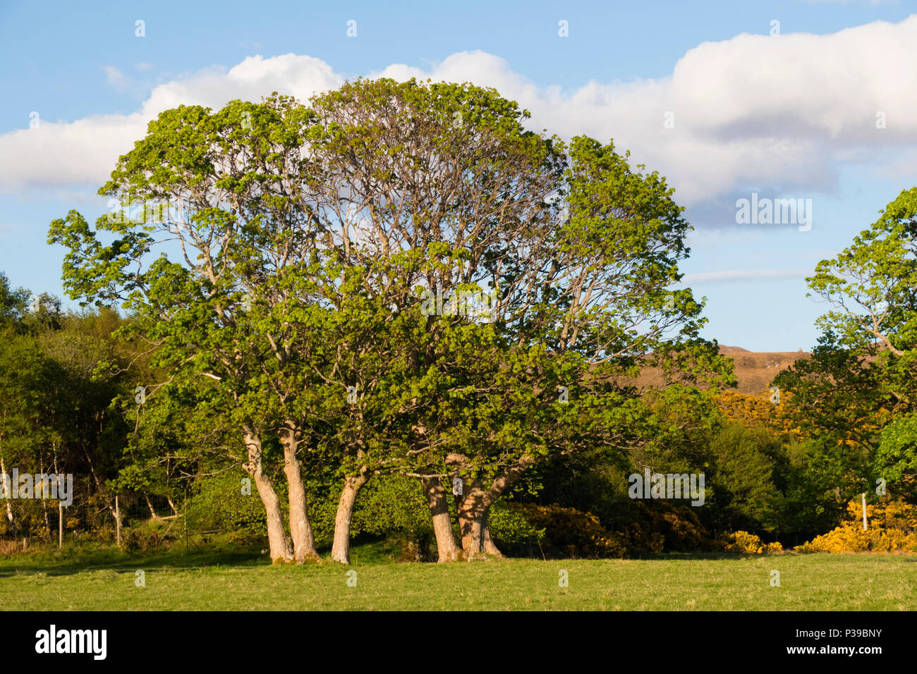 Mature spreading oak tree hi-res stock photography and images - Alamy