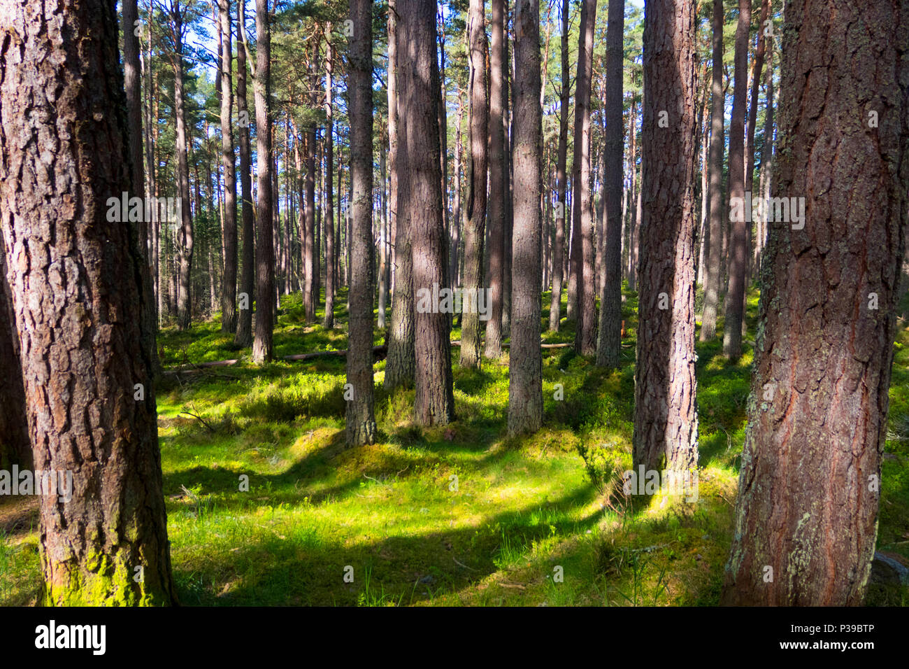 Caledonian Pine Forest Cairngorms Scotland Stock Photo - Alamy
