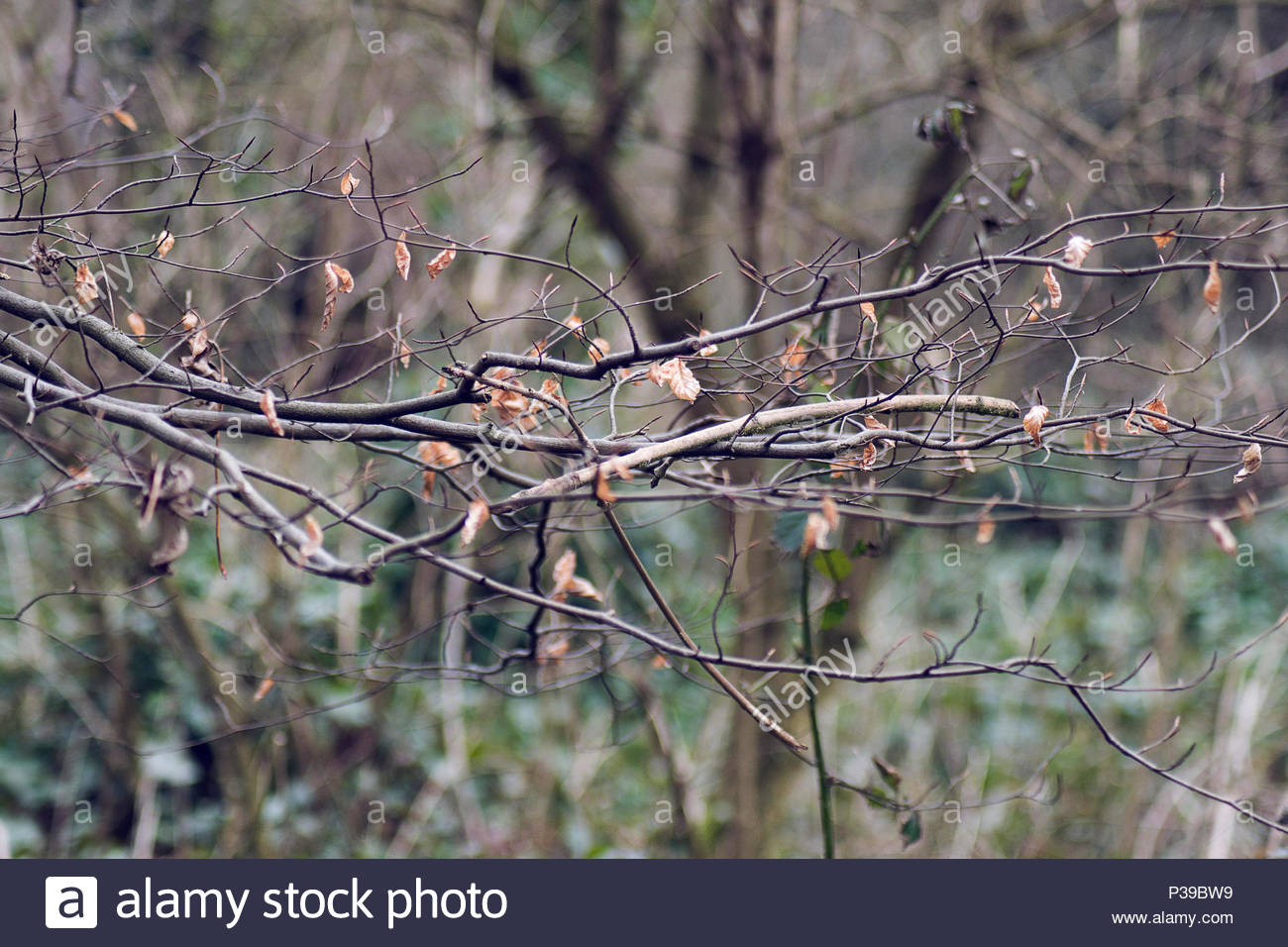 Branches Intertwined Stock Photos & Branches Intertwined Stock Images ...