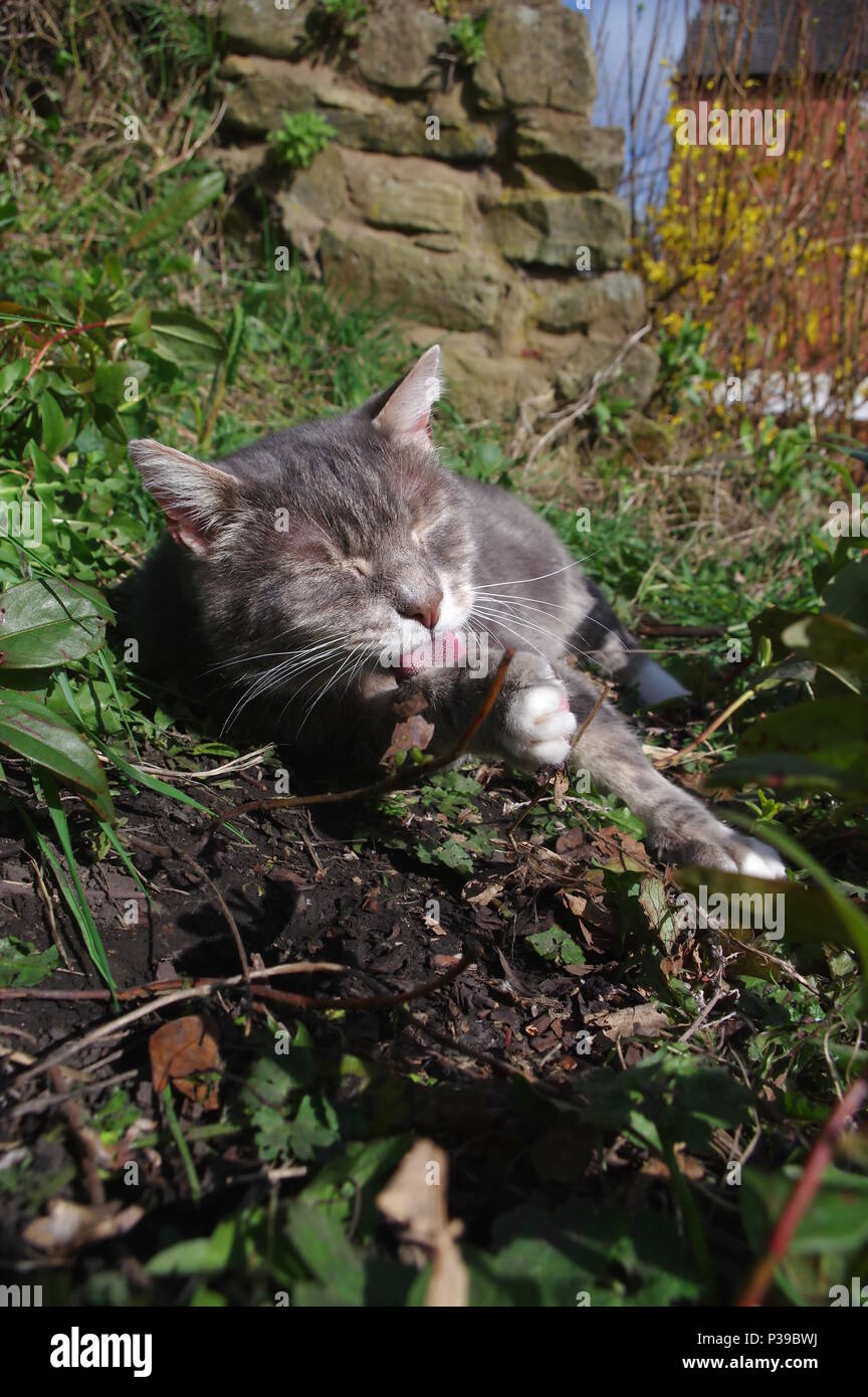 Tabby cat in overgrown garden Stock Photo - Alamy