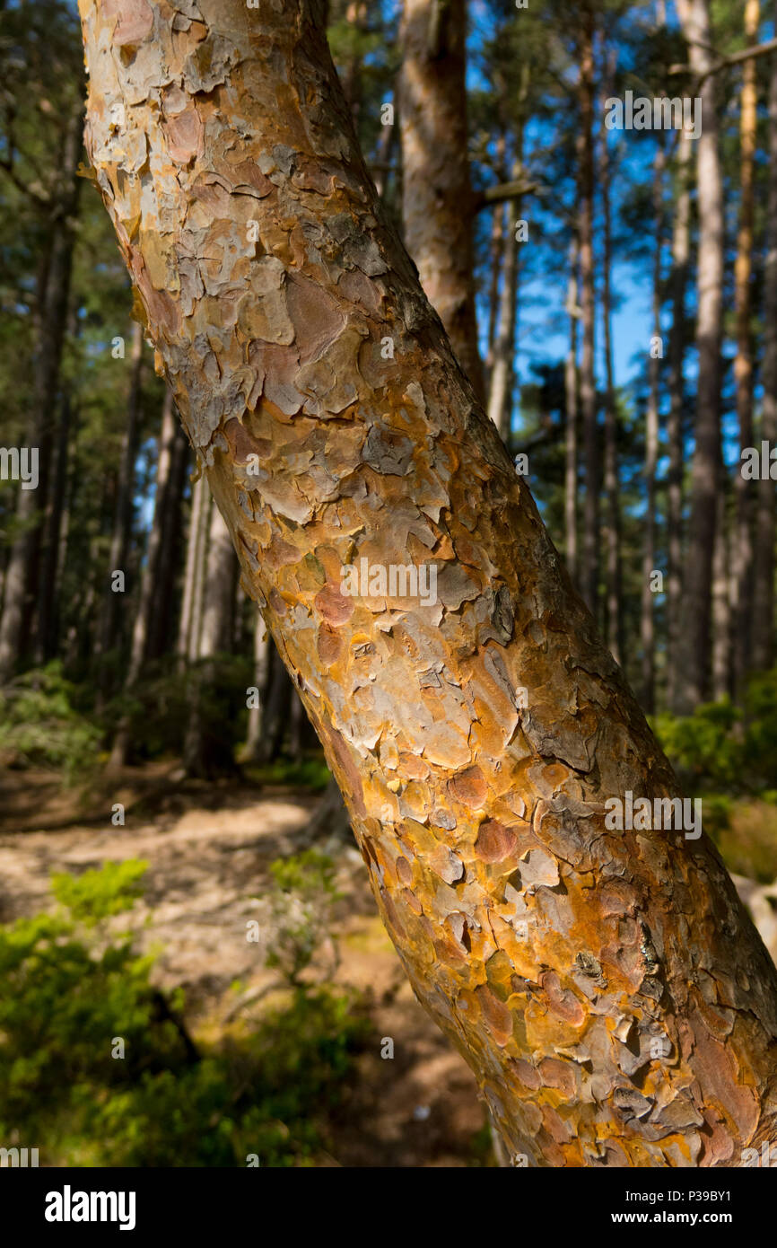 Scots Pine trunk Stock Photo - Alamy
