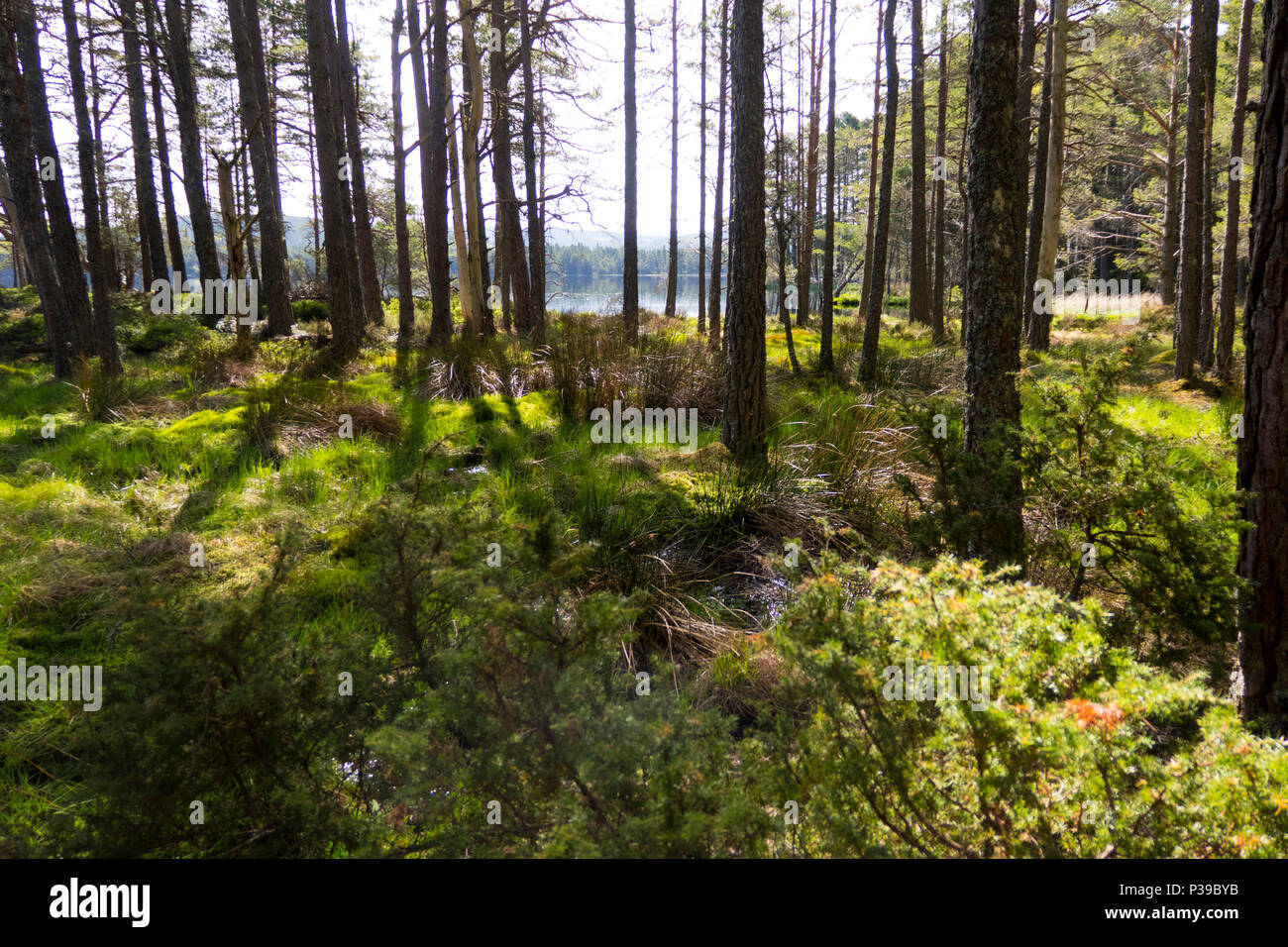 Abernethy Forest Loch Mallachie Scotland Stock Photo - Alamy