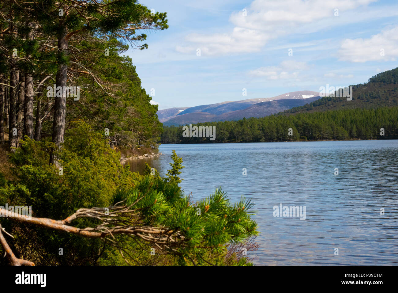 Loch Garten Scotland Stock Photo - Alamy