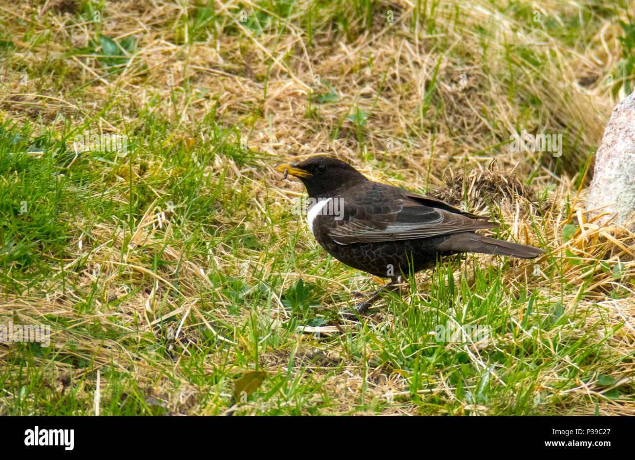 Ring ousel uk hi-res stock photography and images - Alamy