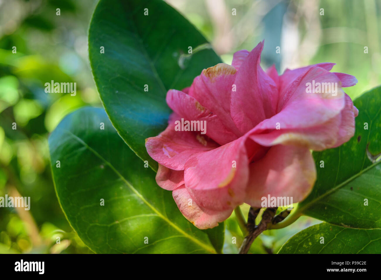 Santa Clotilde Gardens in summer. Spain holidays. Historical parks ...