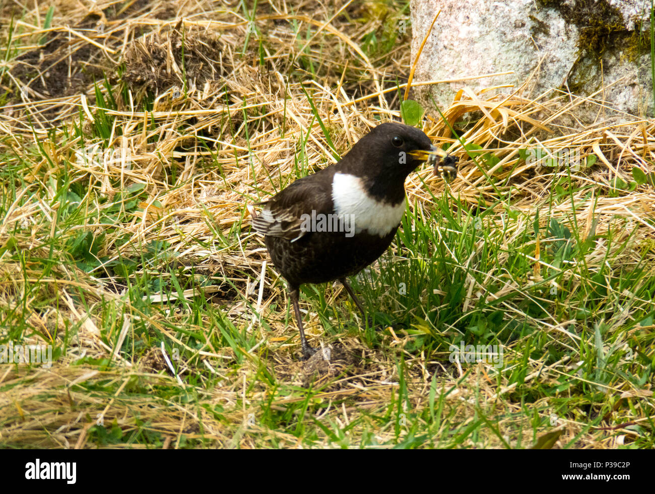 Ring ousel uk hi-res stock photography and images - Alamy