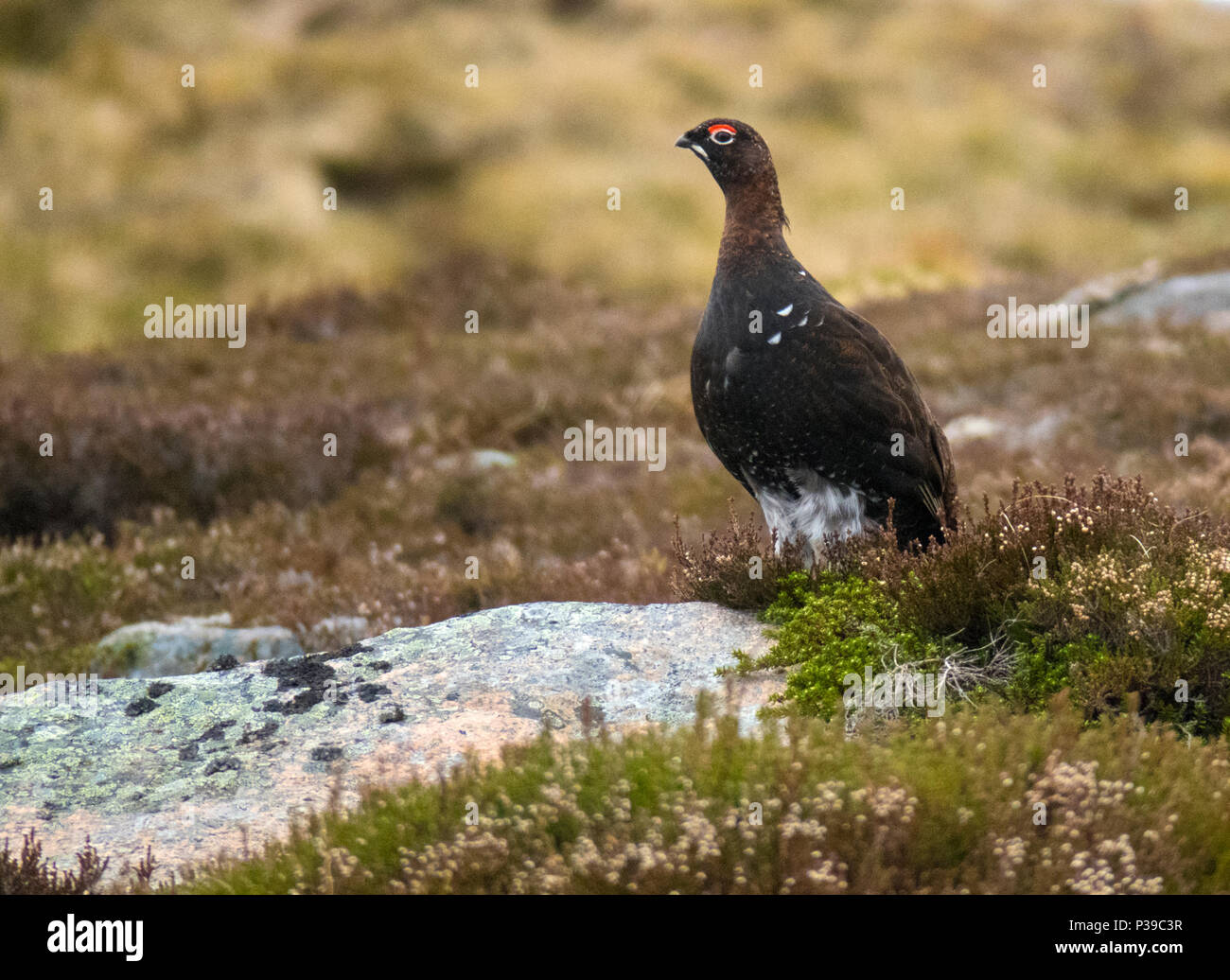 Male Red Grouse Stock Photo - Alamy