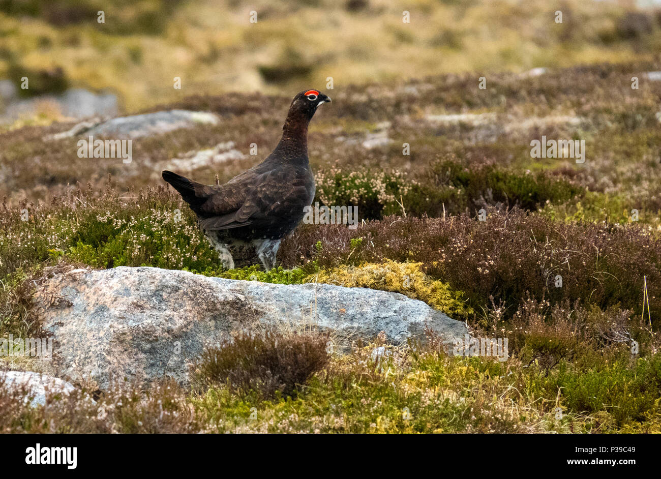Male Red Grouse Stock Photo - Alamy