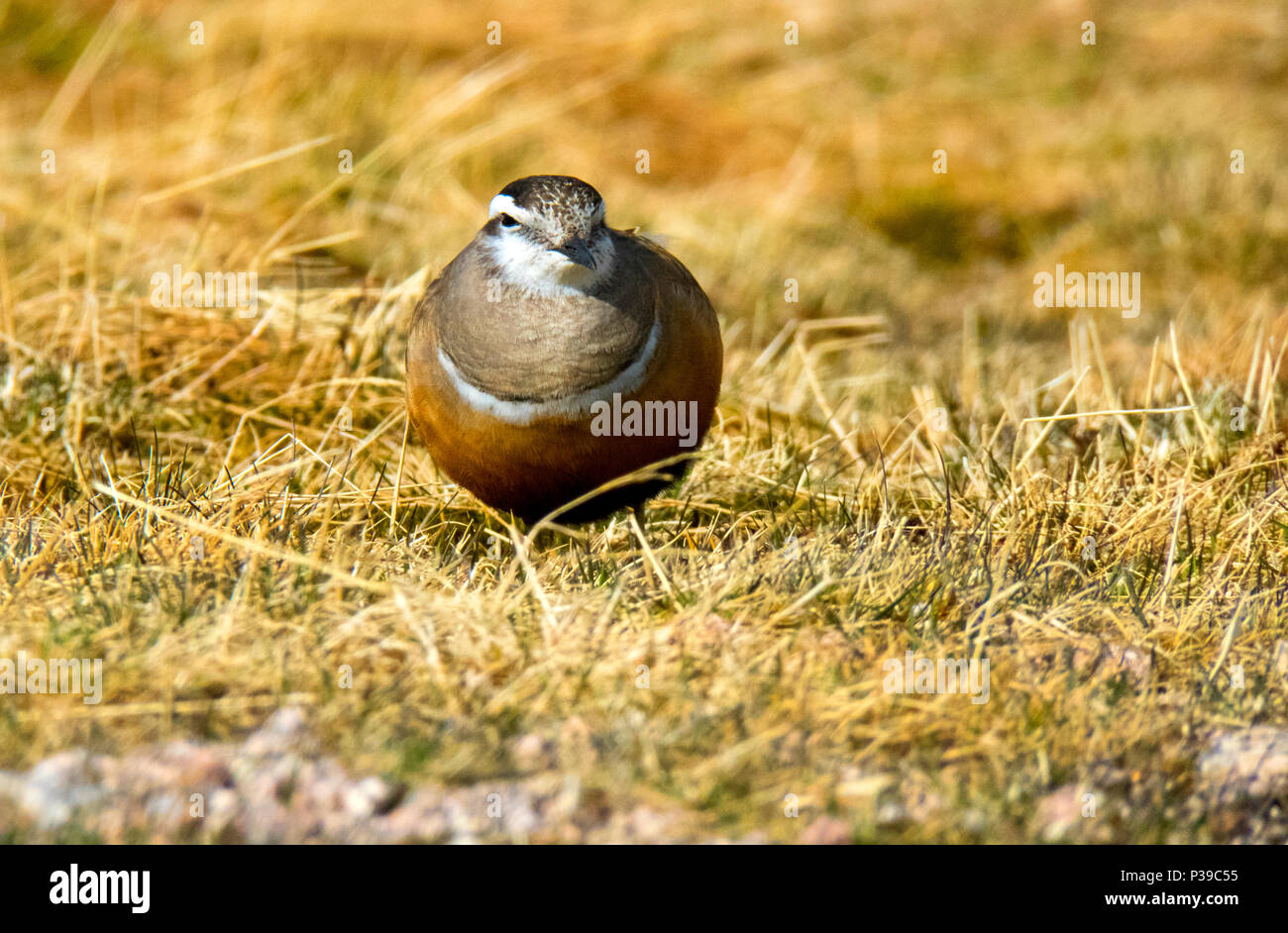 Dotterel on nest hi-res stock photography and images - Alamy