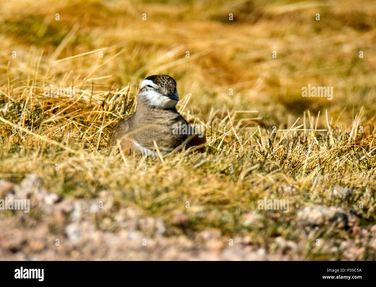 Dotterel nest hi-res stock photography and images - Alamy