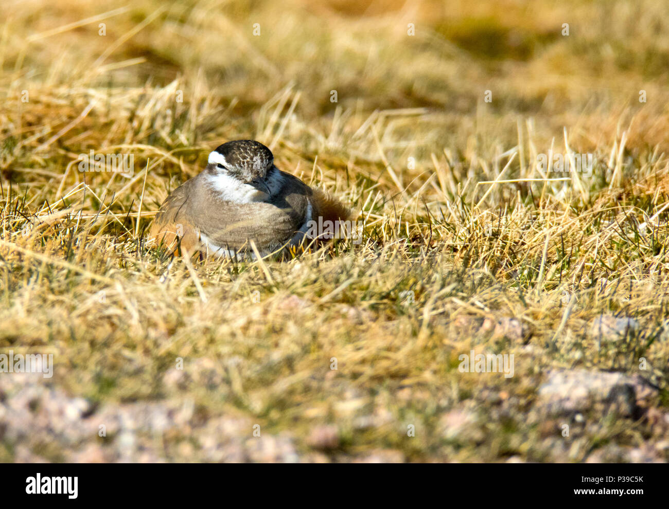 Dotterel nest hi-res stock photography and images - Alamy