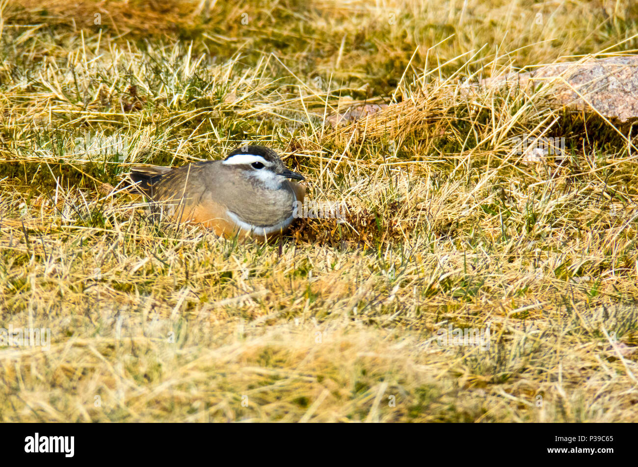 Dotterel nest hi-res stock photography and images - Alamy
