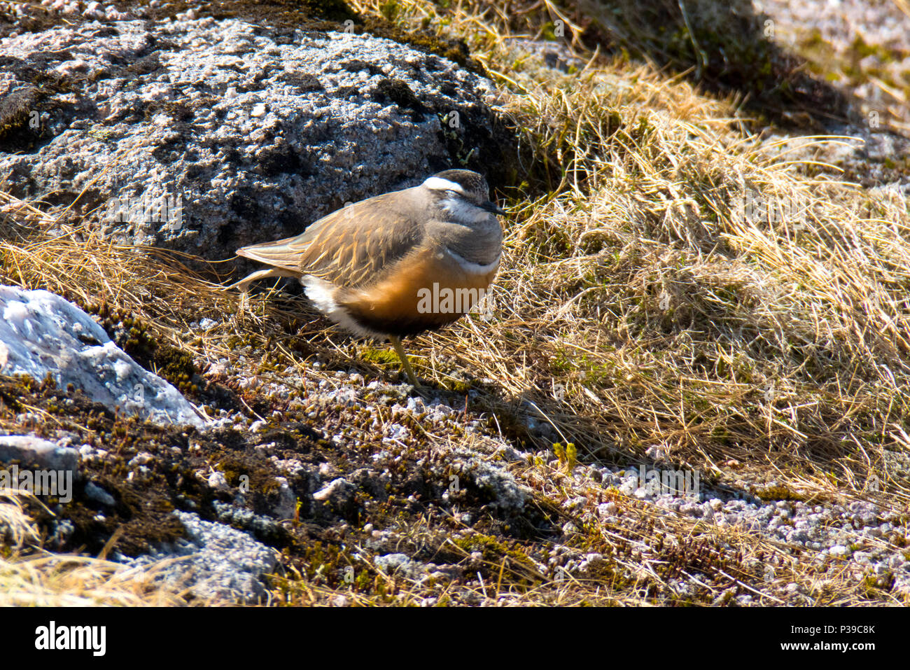 Dotterel uk hi-res stock photography and images - Alamy