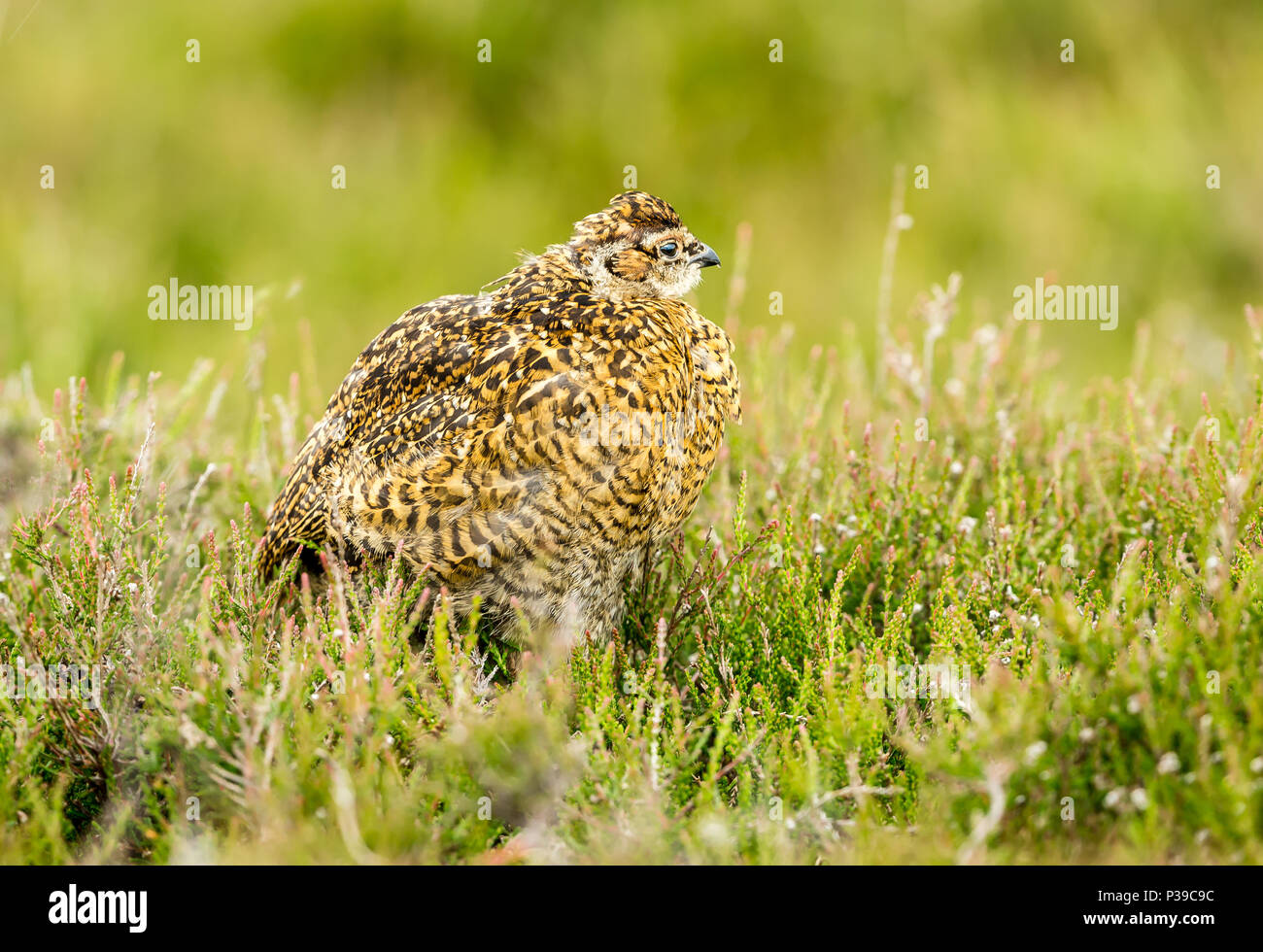 Red Grouse chick on Grouse Moor. Stood in heather and grasses ...