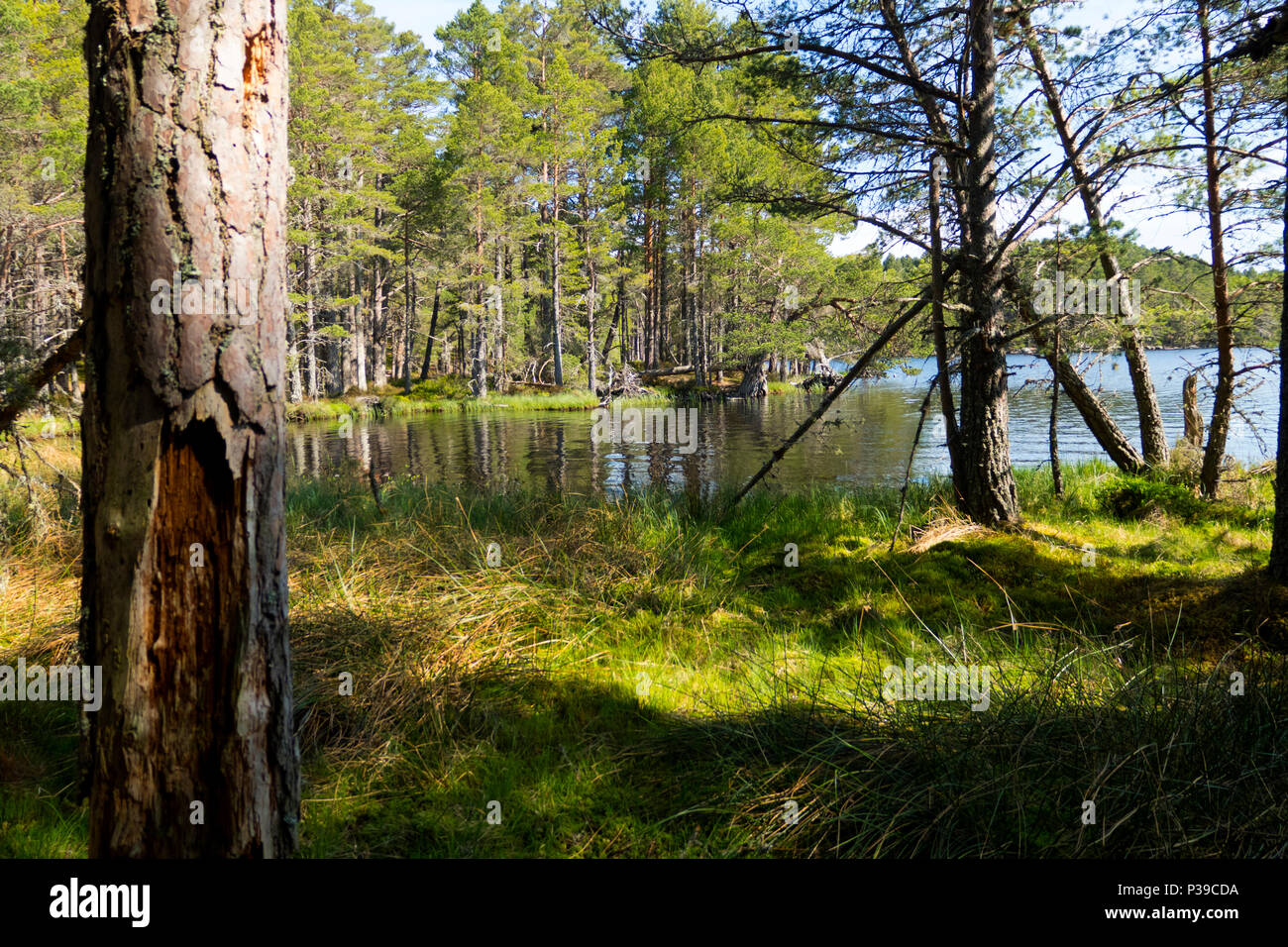 Caledonian pine forest hi-res stock photography and images - Alamy
