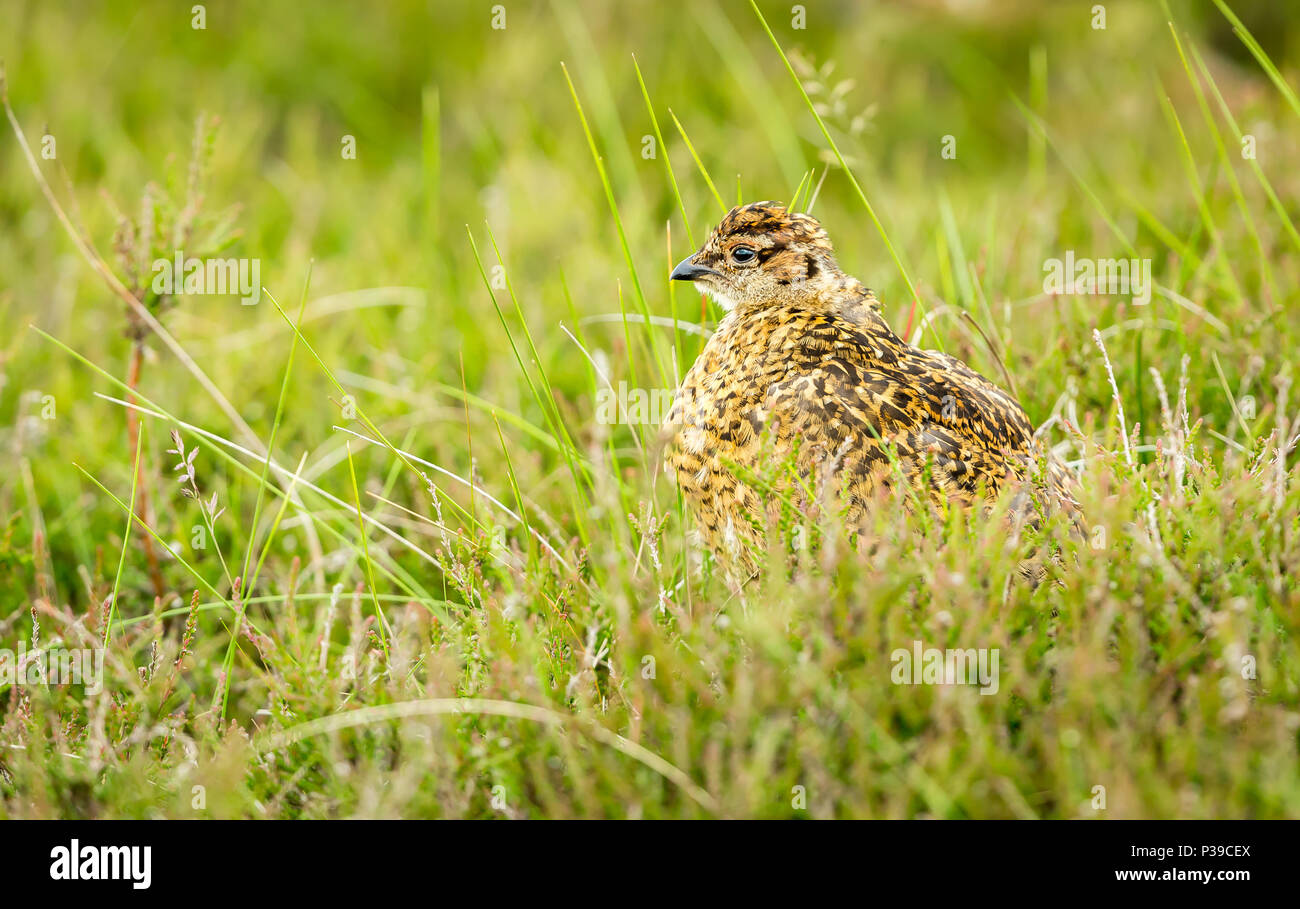 Young grouse uk hi-res stock photography and images - Alamy