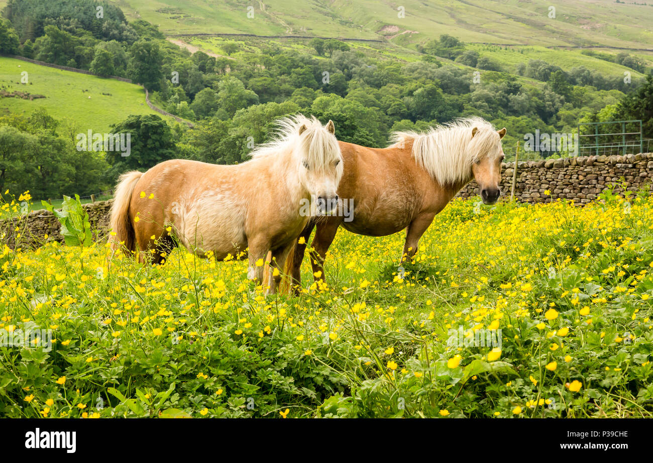 Stallion shetland pony hi-res stock photography and images - Alamy