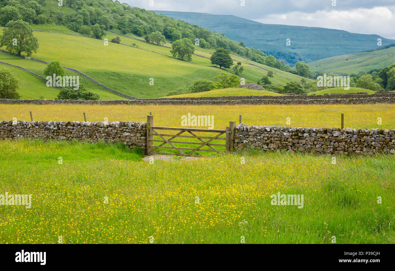 Beautiful Wild flower meadows filled with buttercups at Hubberholme ...