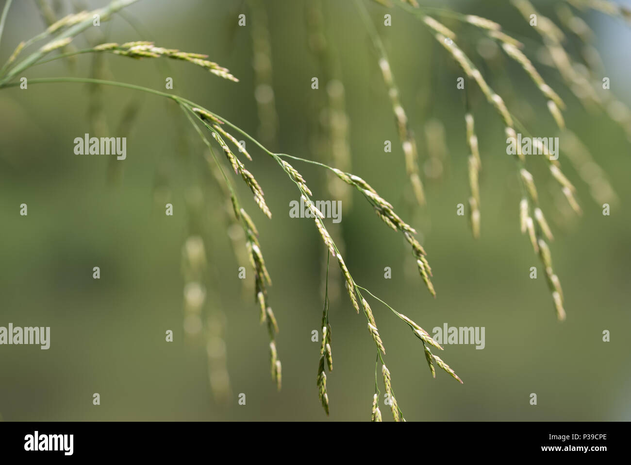Grass on field with soft background Stock Photo - Alamy