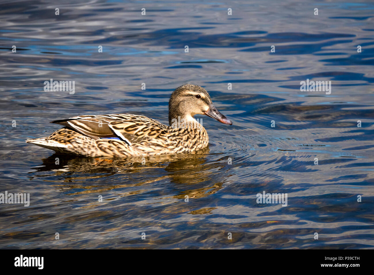 Commonest duck hi-res stock photography and images - Alamy