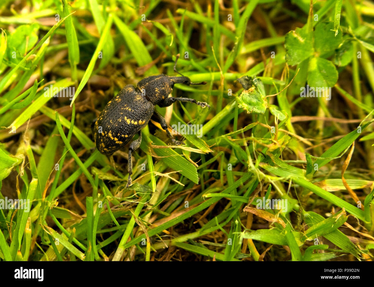 Large Pine Weevil Stock Photo - Alamy