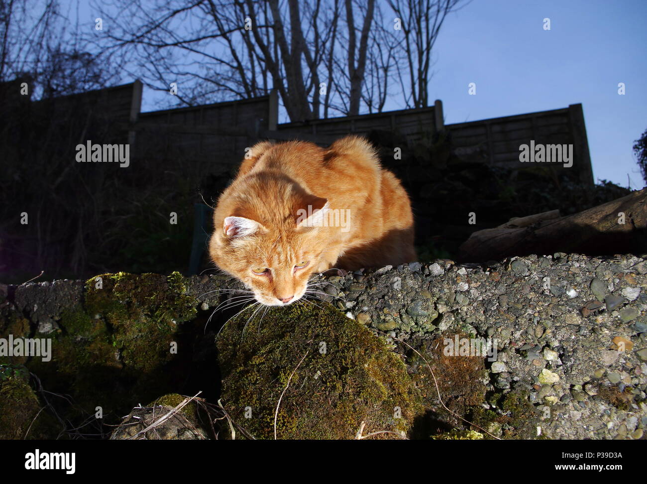 Ginger cat hunting at night Stock Photo - Alamy