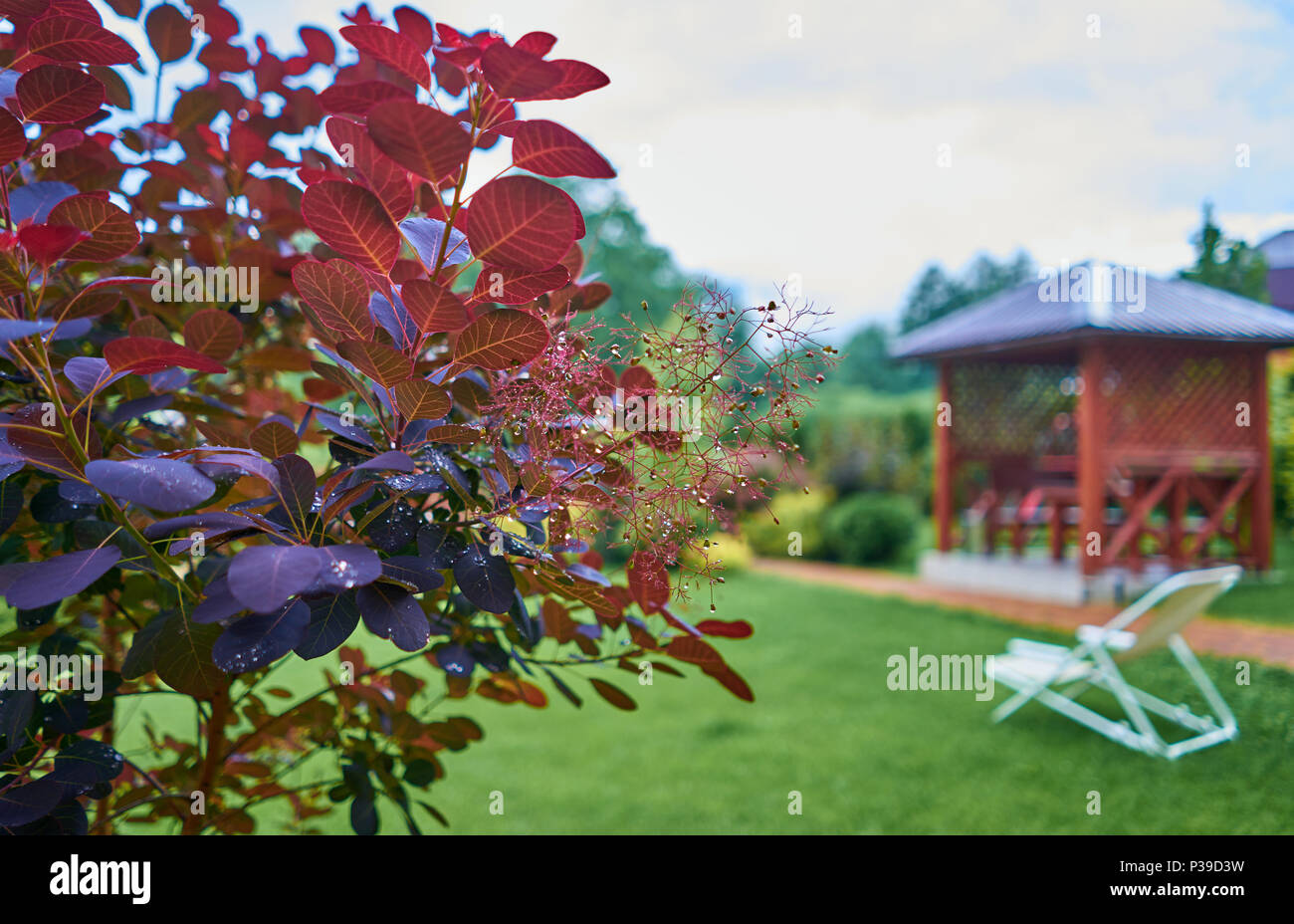 Rain on green leaves trees hi-res stock photography and images - Alamy