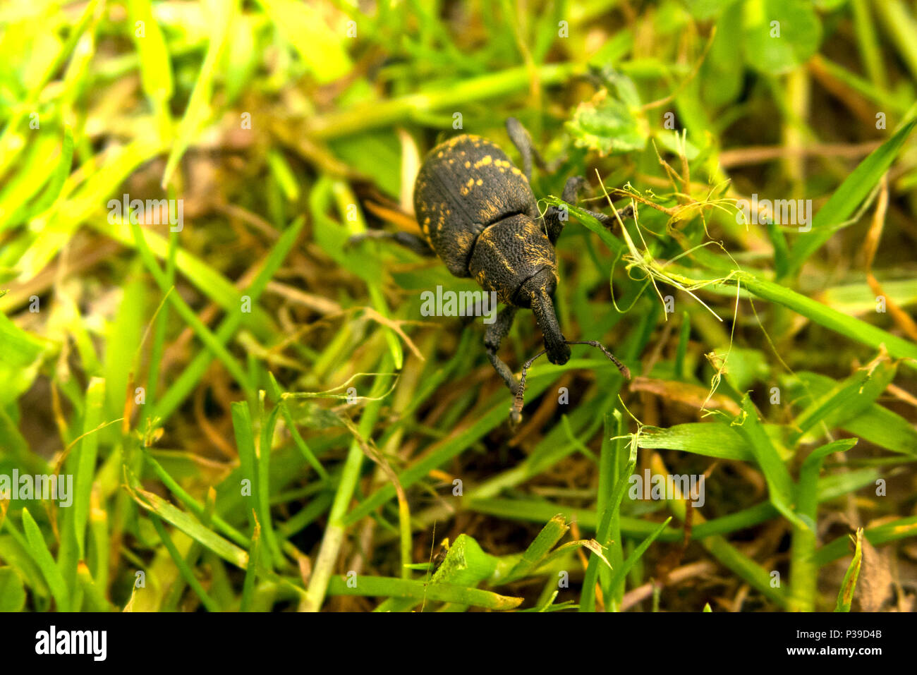 Large Pine Weevil Stock Photo - Alamy