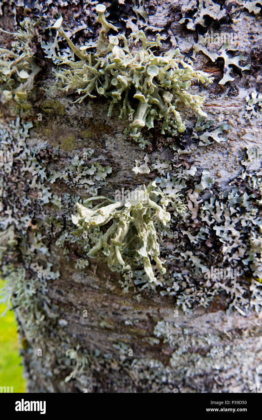 Lichens on oak hi-res stock photography and images - Alamy
