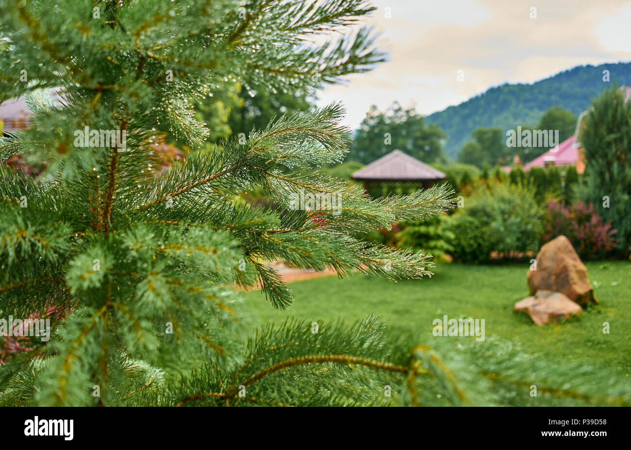 dew on the trees after the rain Stock Photo - Alamy