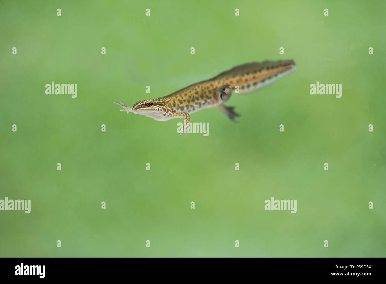 Male palmate newt (Lissotriton helveticus) in breeding condition ...