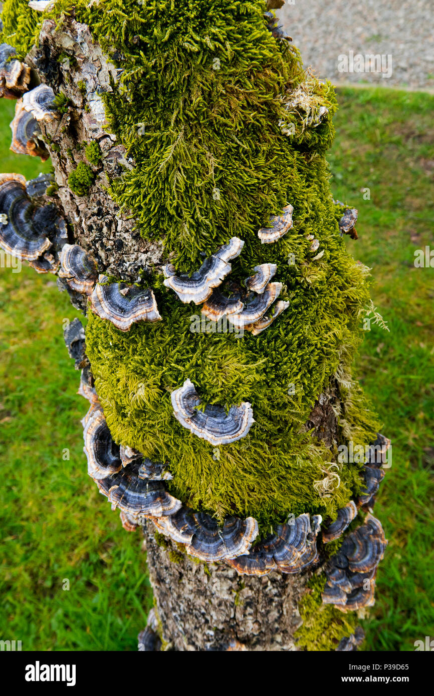 Fungus environment hi-res stock photography and images - Alamy