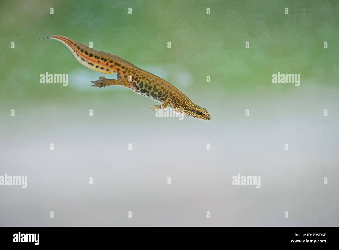 Male palmate newt (Lissotriton helveticus) in breeding condition ...