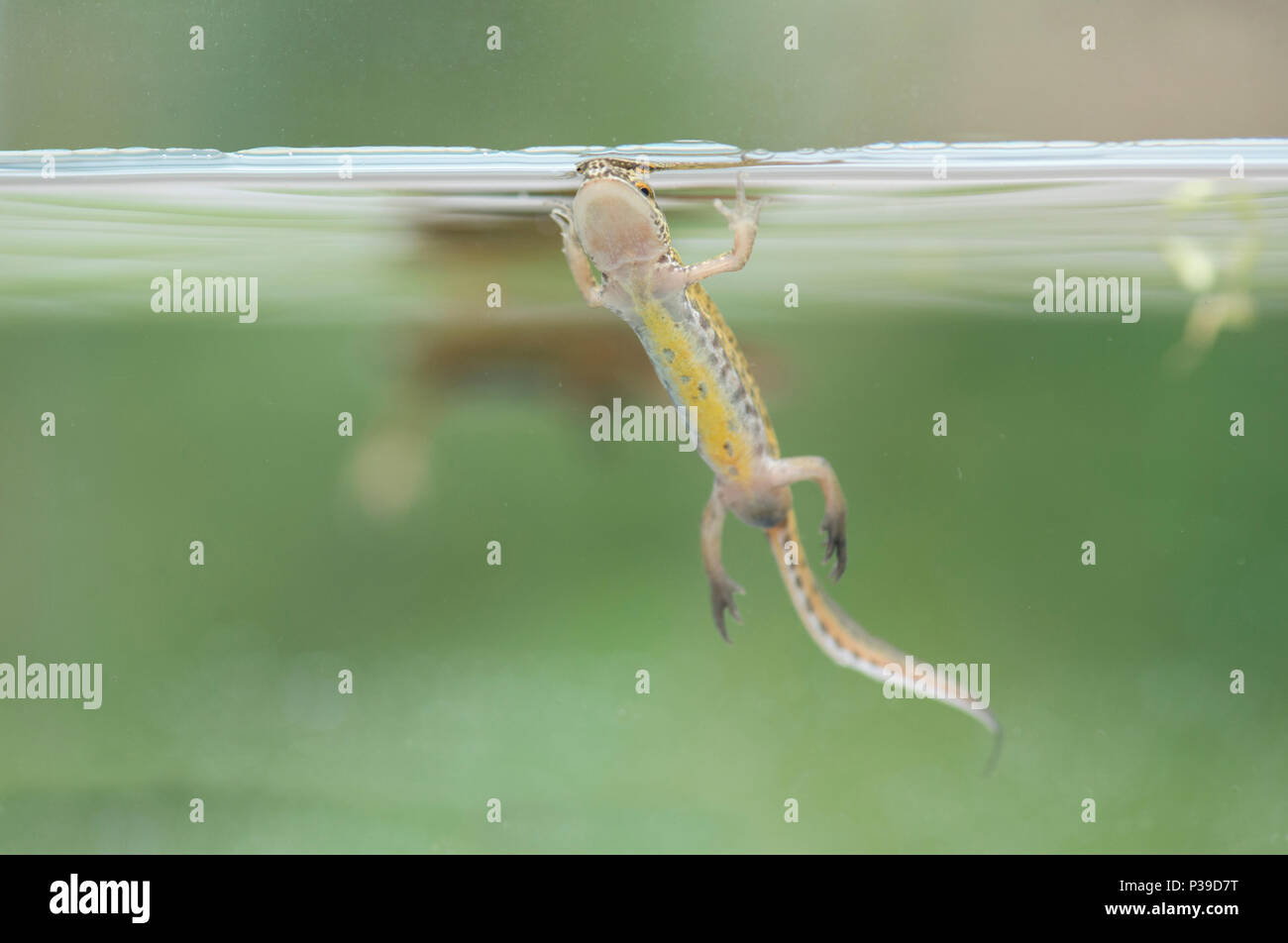 Palmate feet hi-res stock photography and images - Alamy