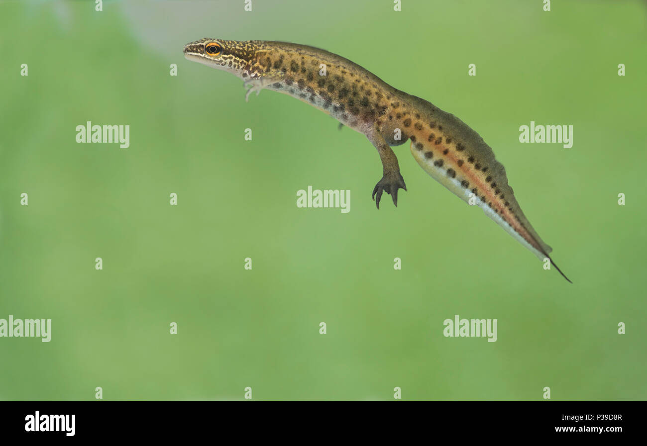 Male palmate newt (Lissotriton helveticus) in breeding condition ...