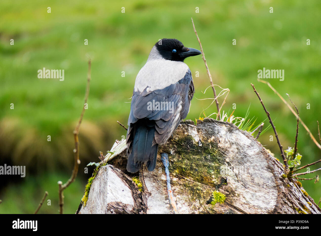 Hooded crow scotland hi-res stock photography and images - Alamy