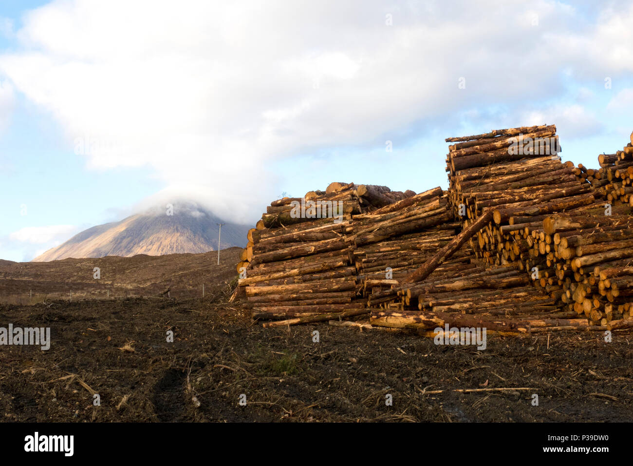 Down timber hi-res stock photography and images - Alamy