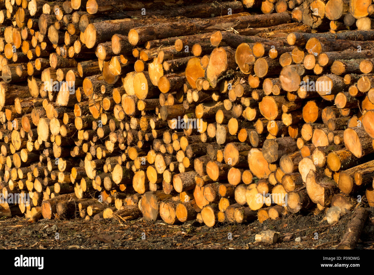 Timber harvest hi-res stock photography and images - Alamy