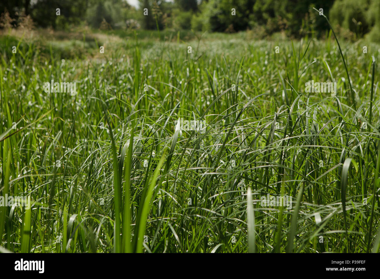 Green bushes shrub water hi-res stock photography and images - Alamy